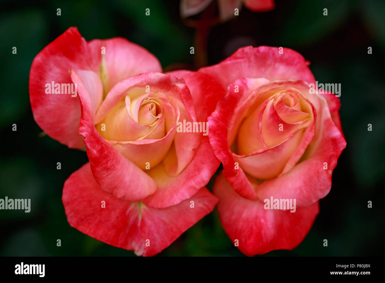 Fragrant Rose in Full Blossom. Washington Park Rose Garden, Portland ...