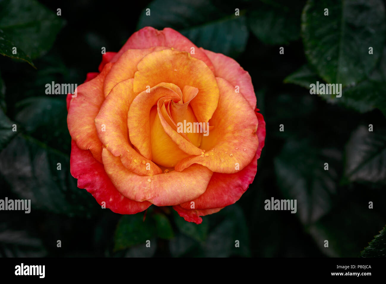 Fragrant Rose in Full Blossom. Washington Park Rose Garden, Portland ...