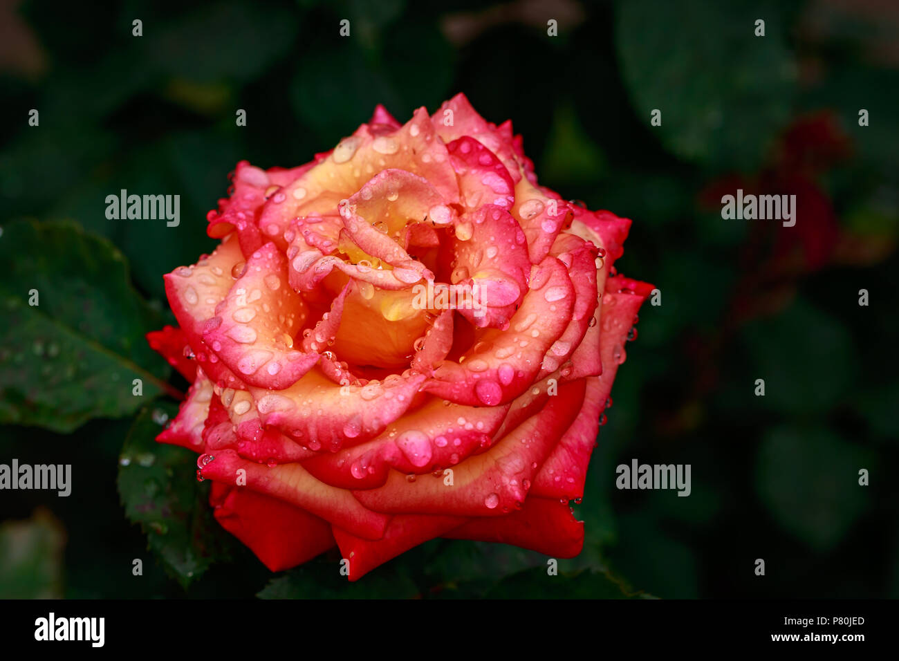 Fragrant Rose in Full Blossom. Washington Park Rose Garden, Portland ...