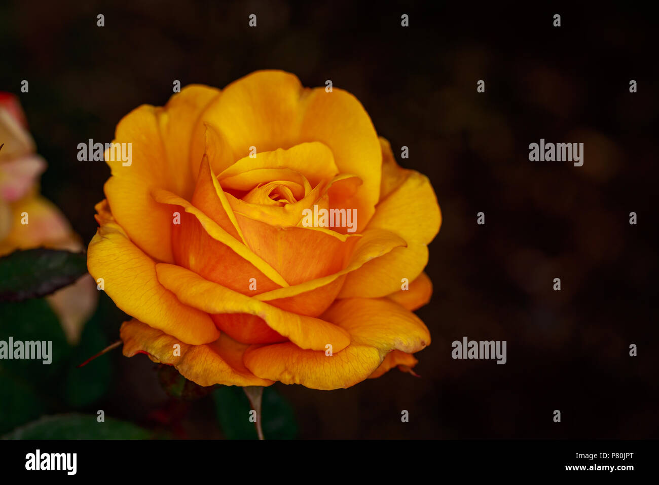 Fragrant Rose in Full Blossom. Washington Park Rose Garden, Portland ...