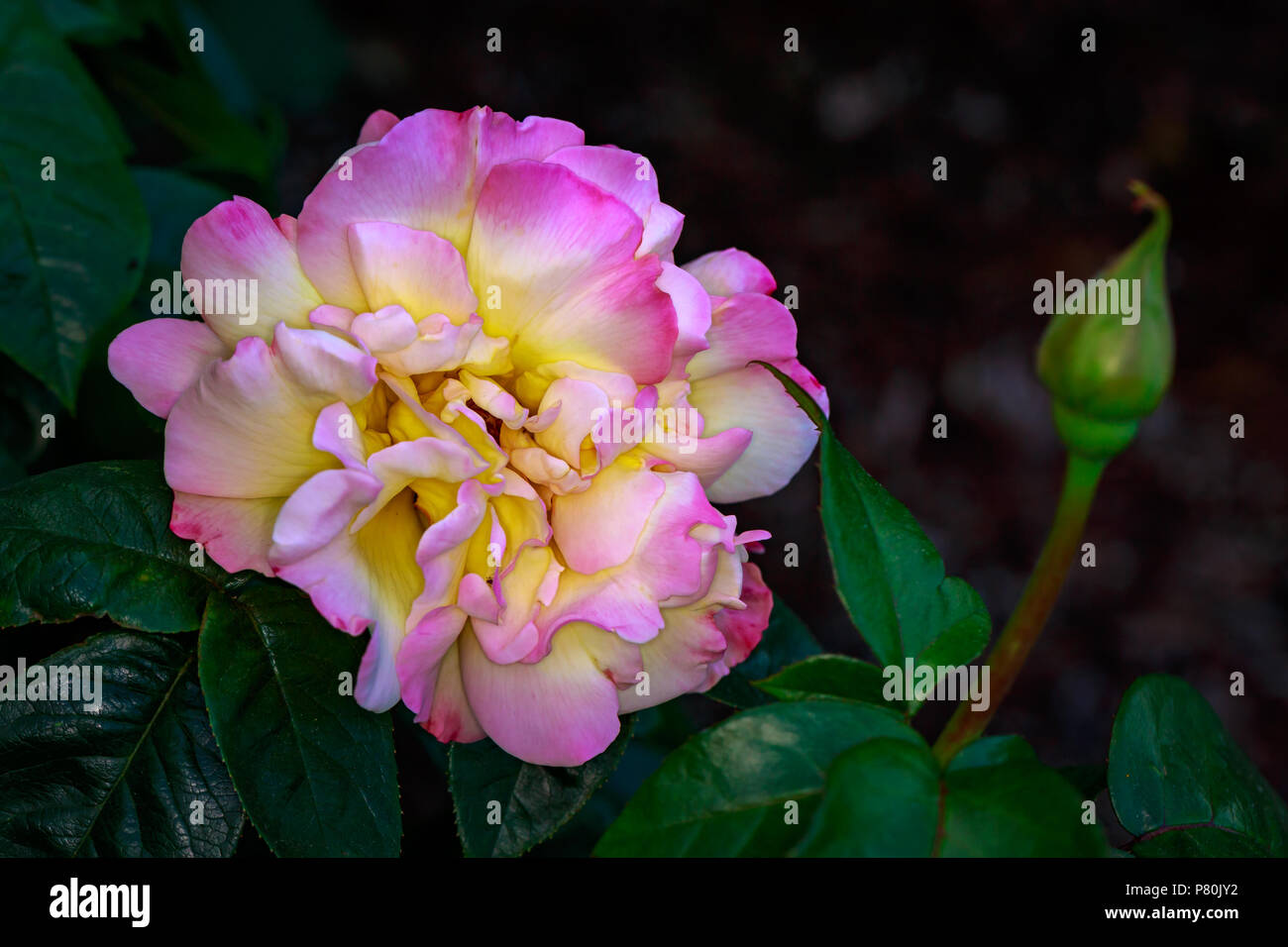 Fragrant Rose in Full Blossom. Washington Park Rose Garden, Portland ...
