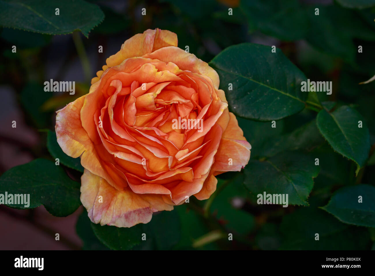 Fragrant Rose in Full Blossom. Washington Park Rose Garden, Portland ...