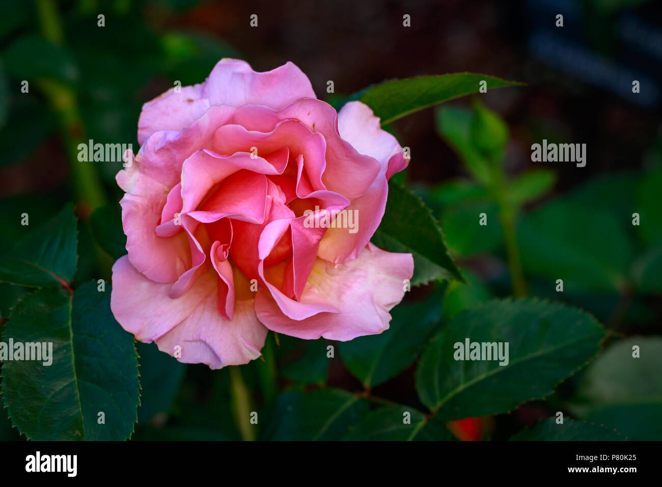 Fragrant Rose in Full Blossom. Washington Park Rose Garden, Portland ...