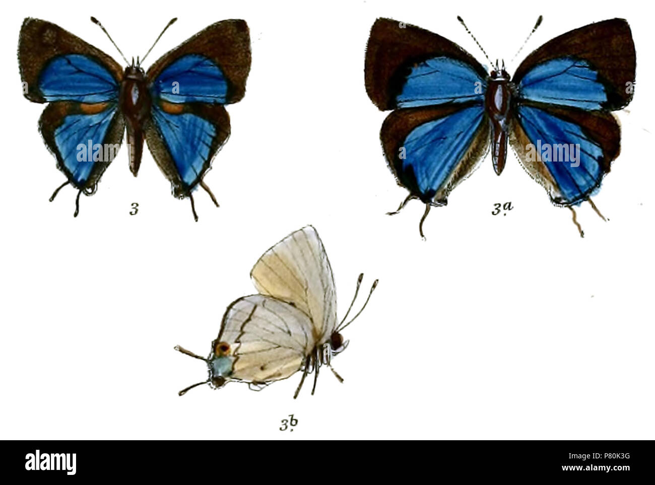 730 Cut Out Stock Images & Pictures - Alamy