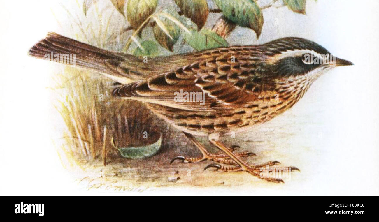 Prunella fagani . 1917 322 PrunellaFaganiGronvold Stock Photo - Alamy