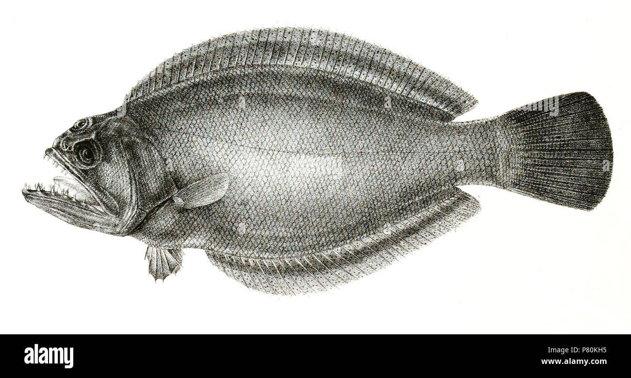 The species names / identity need verification. The original plates ...