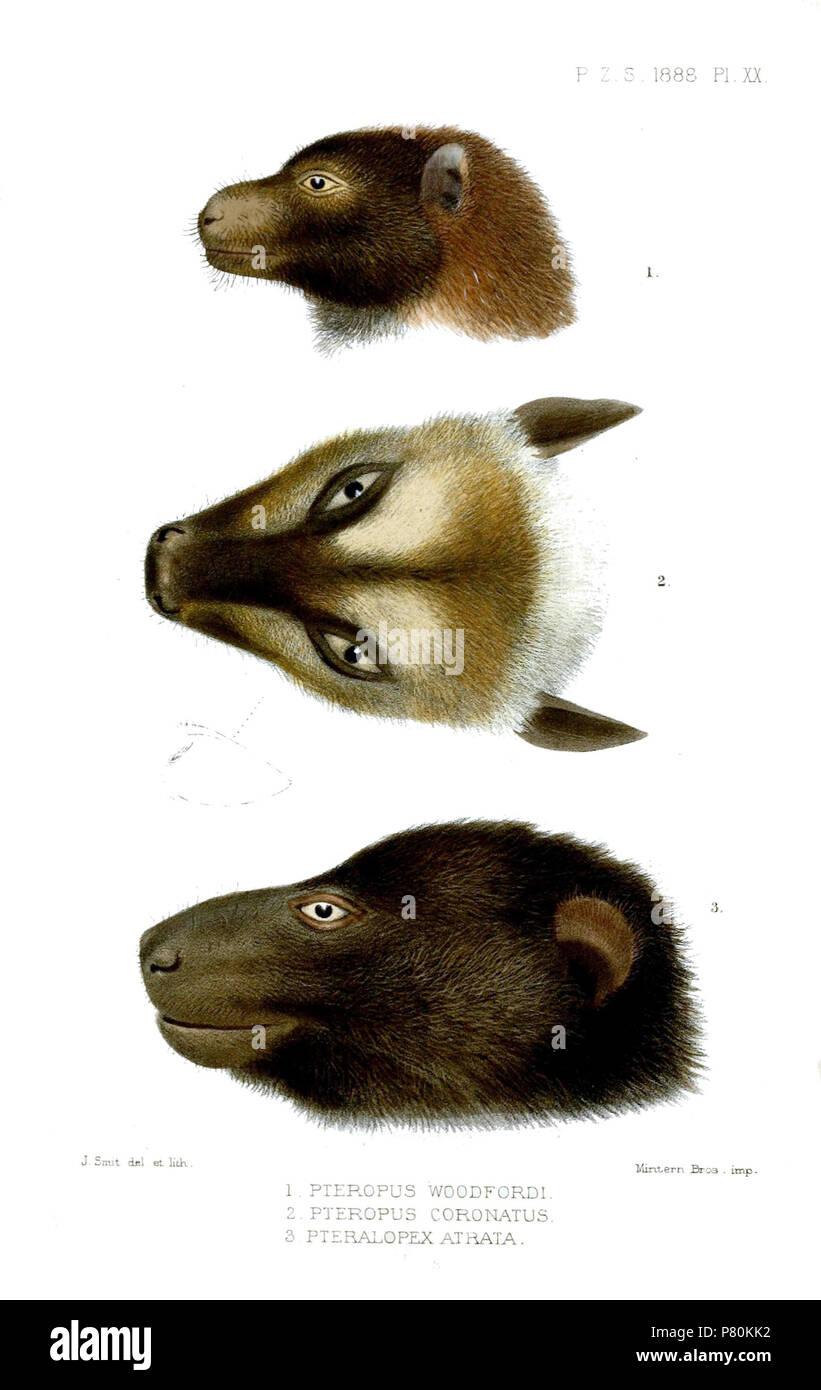 Pteralopex hi-res stock photography and images - Alamy