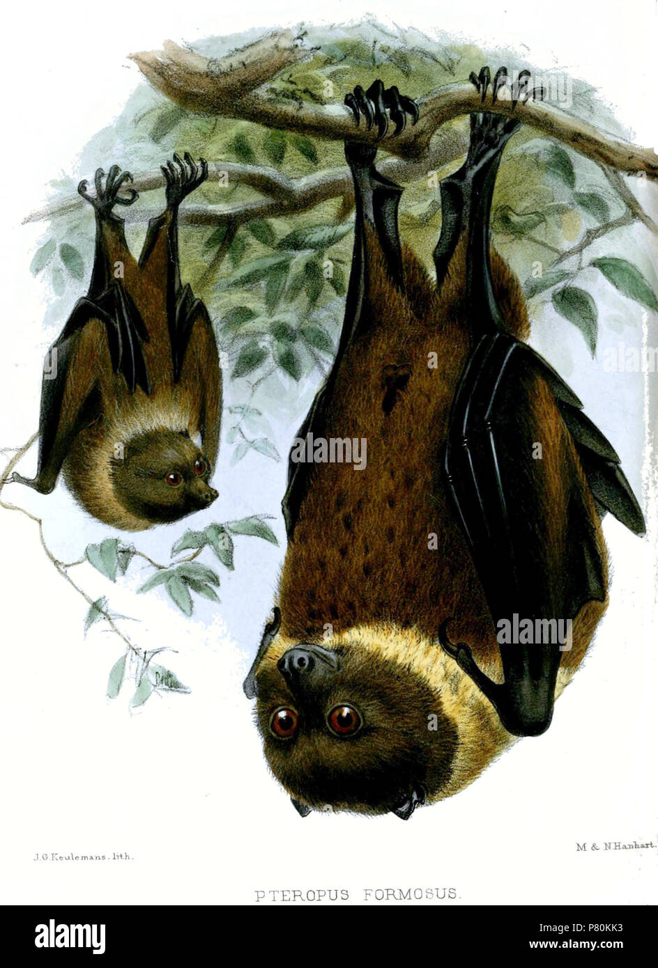 Formosus hi-res stock photography and images - Alamy