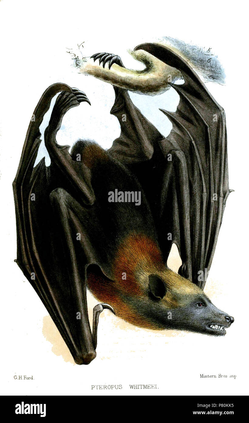 Samoensis hi-res stock photography and images - Alamy