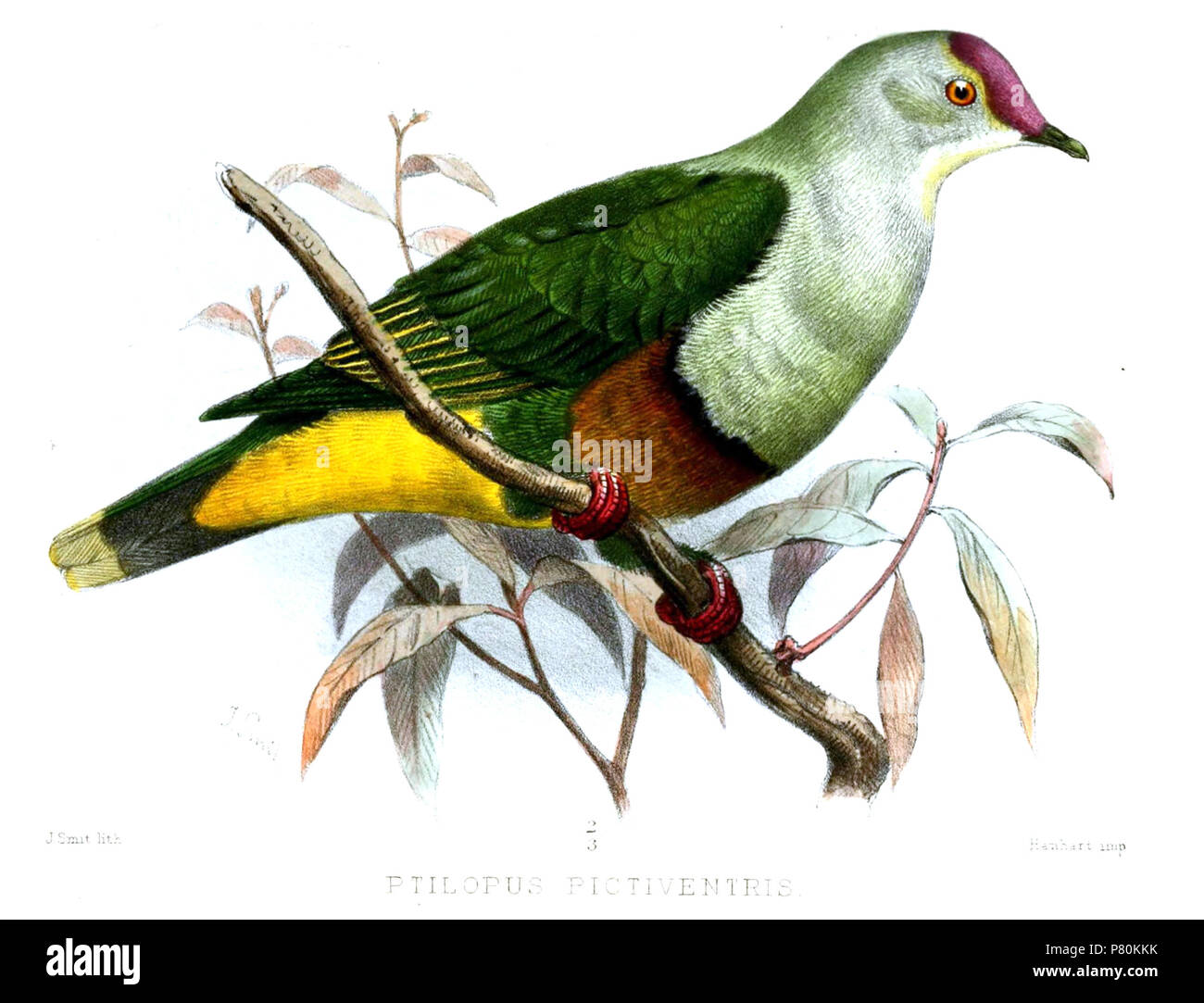 Ptilopus pictiventris = Ptilinopus fasciatus (S.50) = Ptilinopus ...