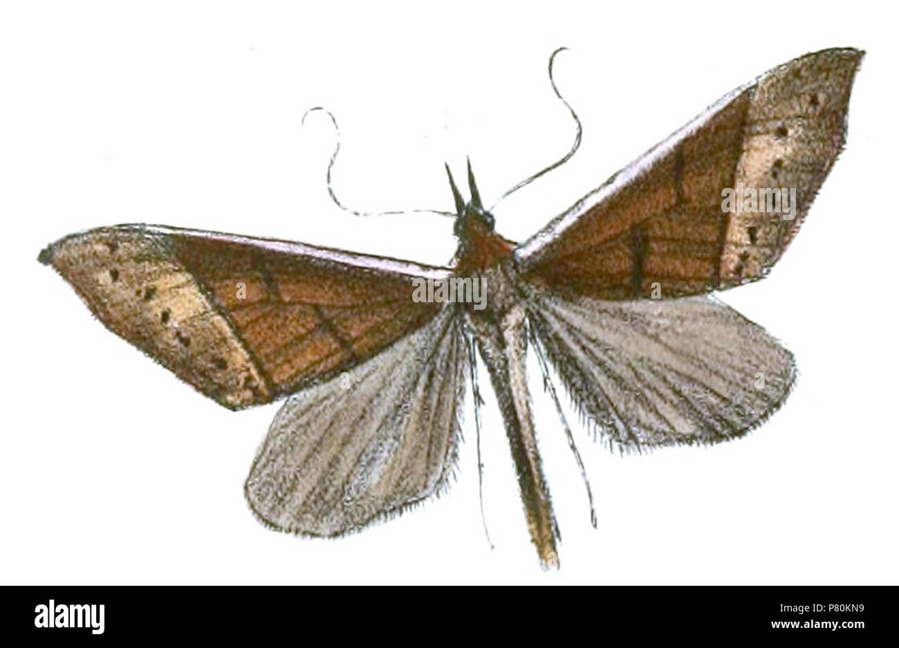 Pycnarmon virgatalis = Pycnarmon virgatalis Moore, 1867 English: Moths ...