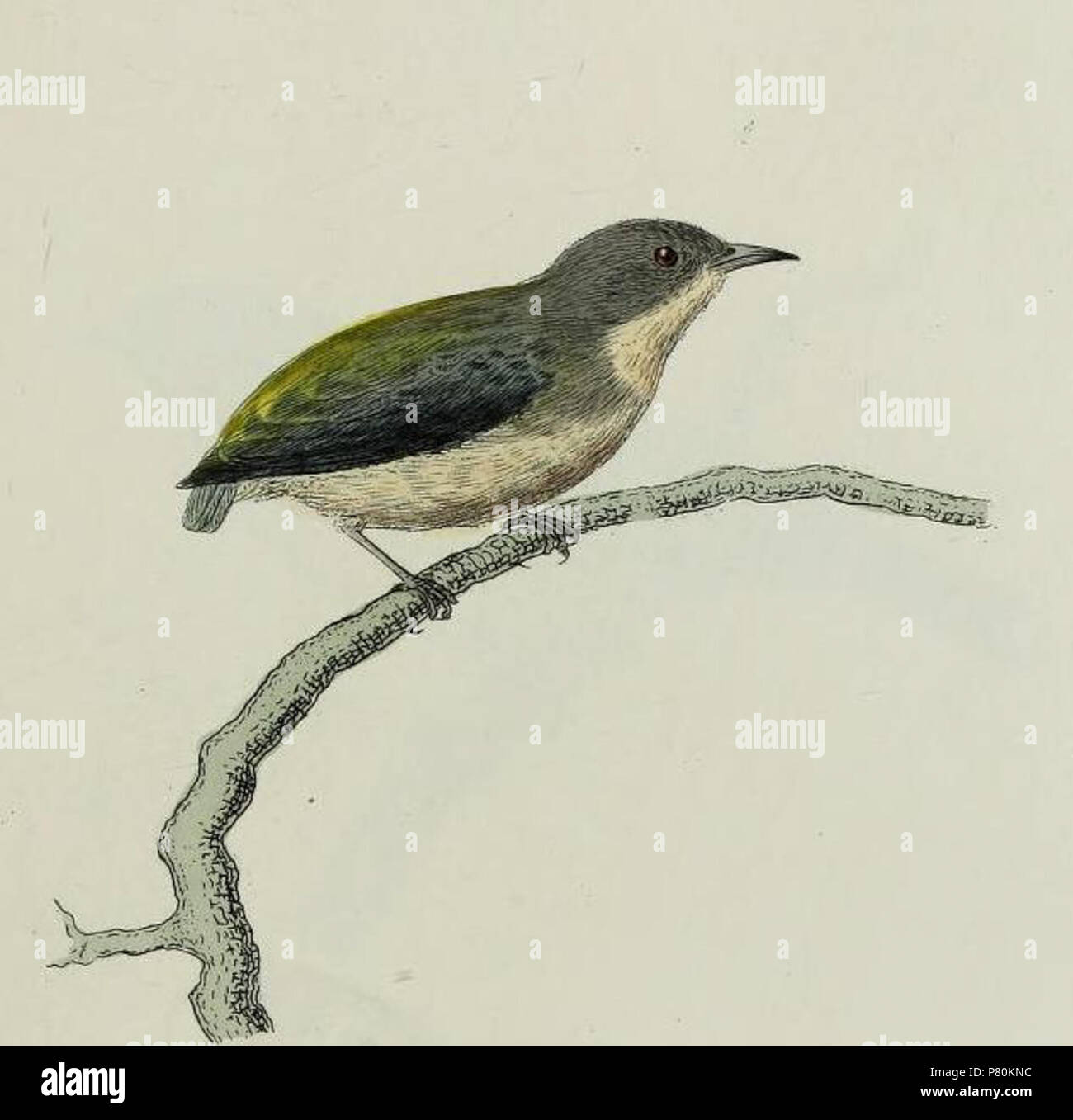 English: Pygmy Flowerpecker (Dicaeum pygmaeum) Polski: Kwiatówka ...