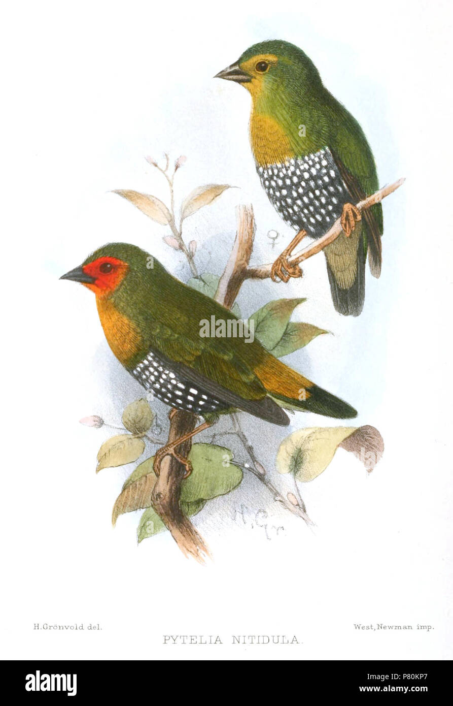 Mandingoa nitidula Cut Out Stock Images & Pictures - Alamy