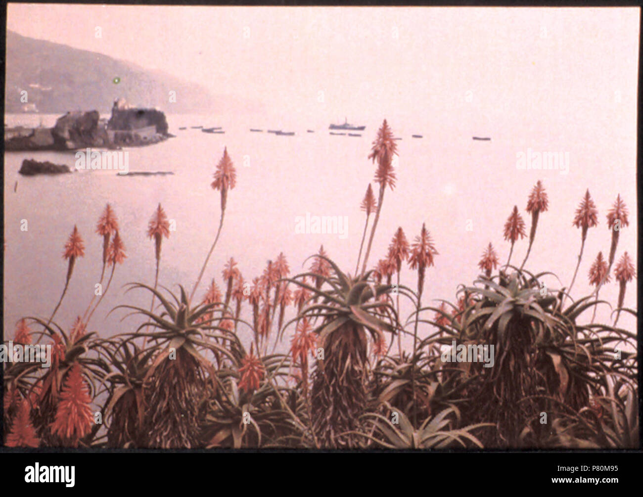 Colour Photograph (Autochrome) of Red Hot Pokers in Madeira, with ...
