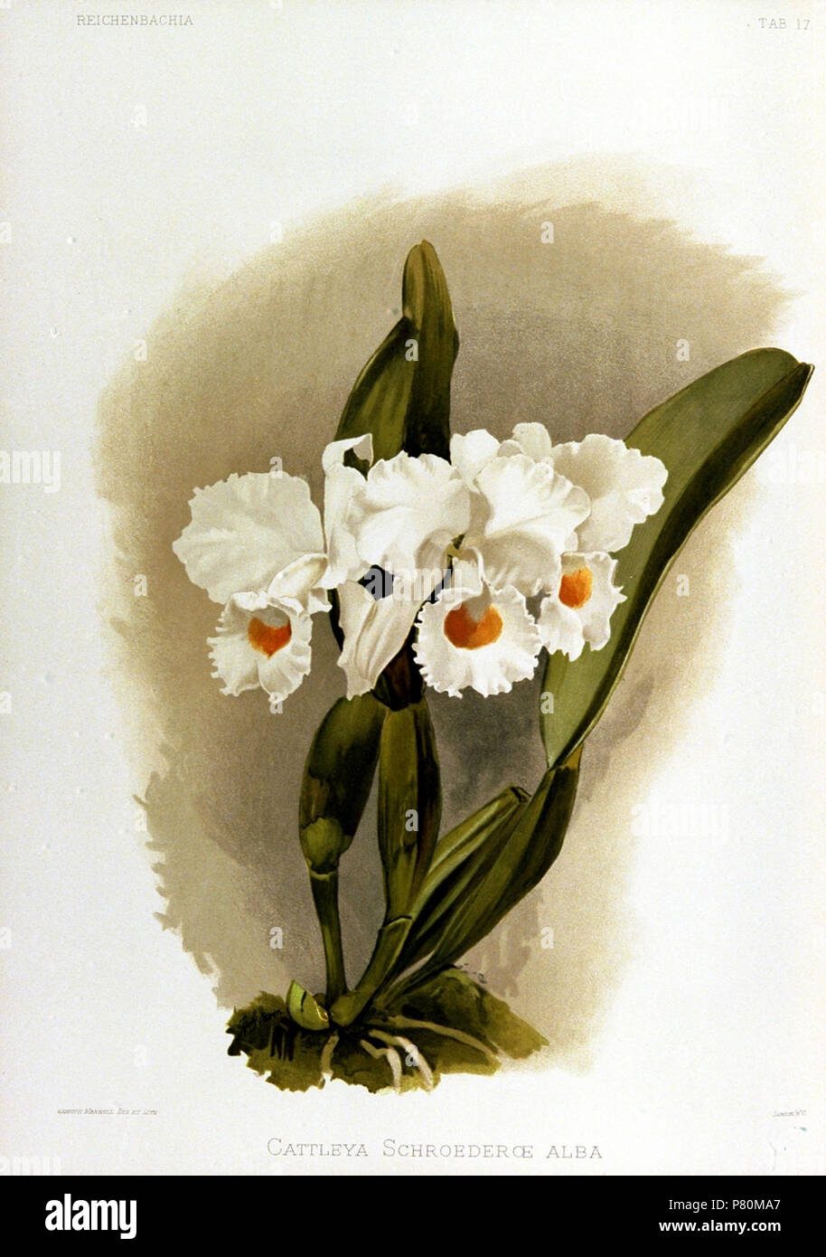 Cattleya cattleya schroederae hi-res stock photography and images - Alamy