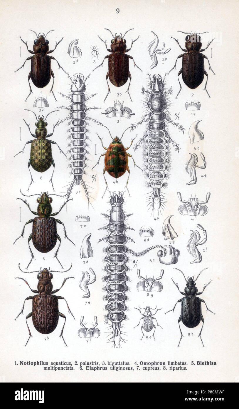 English: Table of different Carabidae species. Notiophilus aquaticus: 1 ...