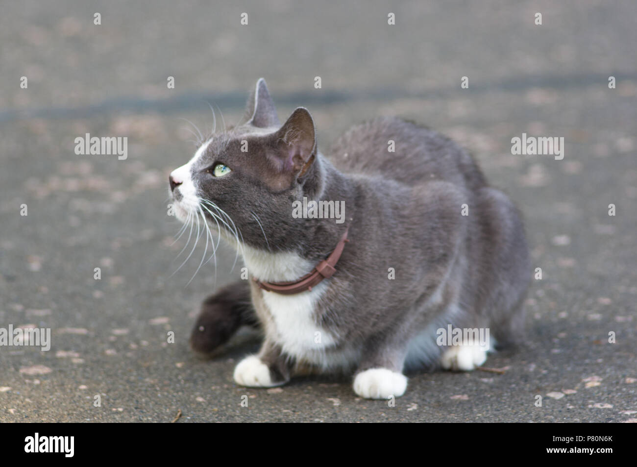Two tone cat hi-res stock photography and images - Alamy