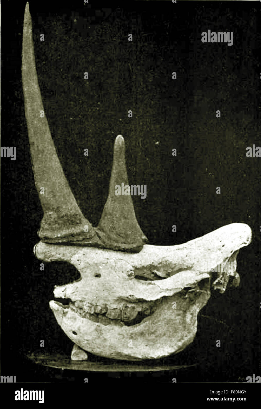 English: White Rhino record, shot by F.C. Selous in Mashonaland, 1880 ...