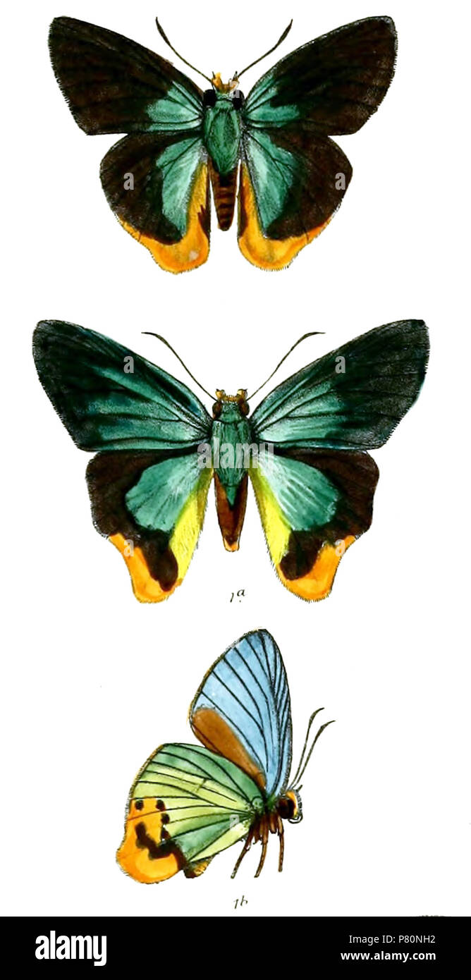 Rhopalocampta crawfurdi = Choaspes subcaudatus (male, female and male ...