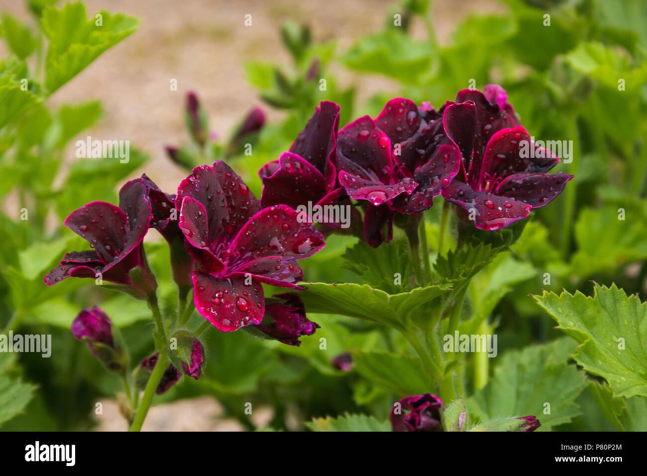 Close up of burgundy geranium in the garden with raindrops Stock Photo ...