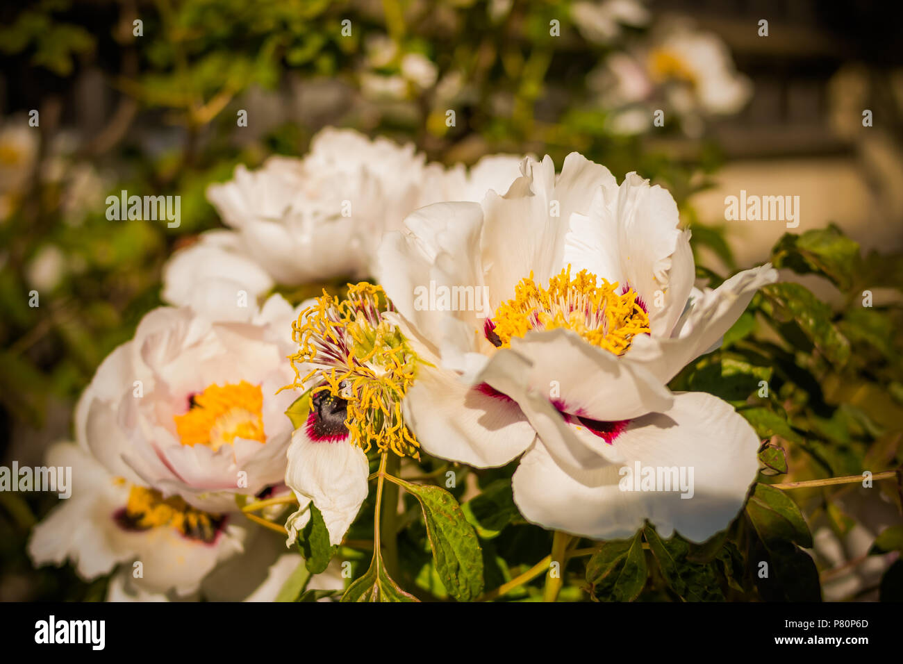 Flowering bush of white tree peony.Tree Peonies in the Botanical garden ...