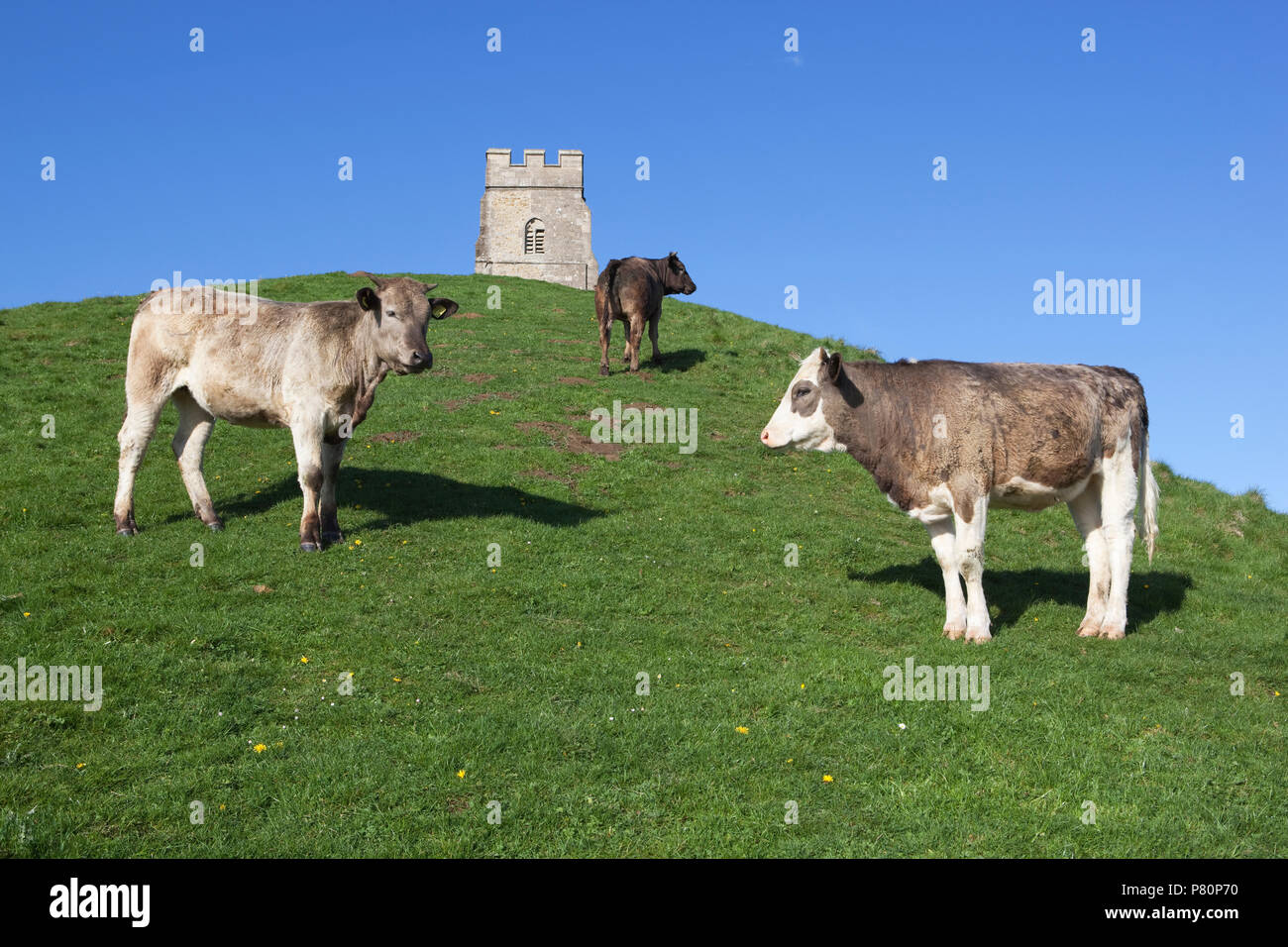 Glastonbury Tor. Cows and ruins of the tower of medieval church of St ...
