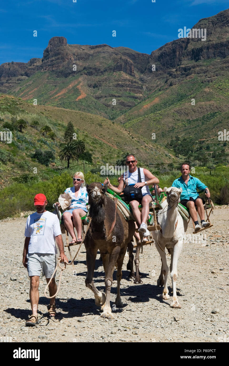 Camel and mountains hi-res stock photography and images - Alamy