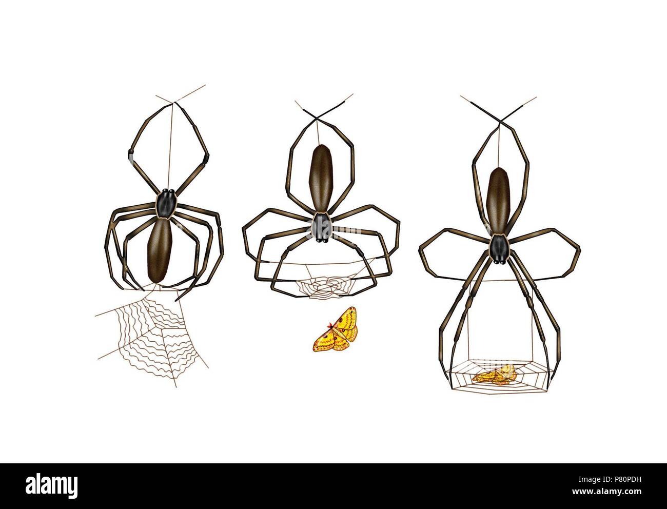 Spider hunting with spider web Stock Photo - Alamy