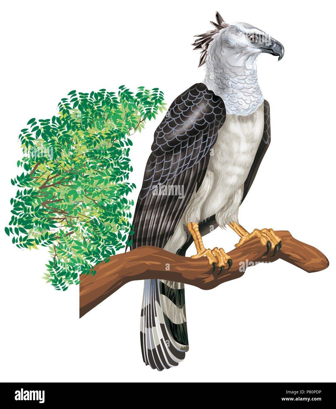Harpy eagle harpia harpyja Cut Out Stock Images & Pictures - Alamy