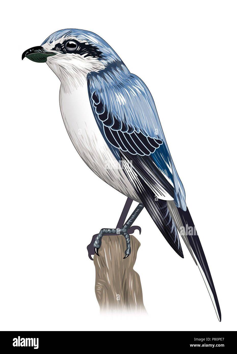 Lanidae hi-res stock photography and images - Alamy