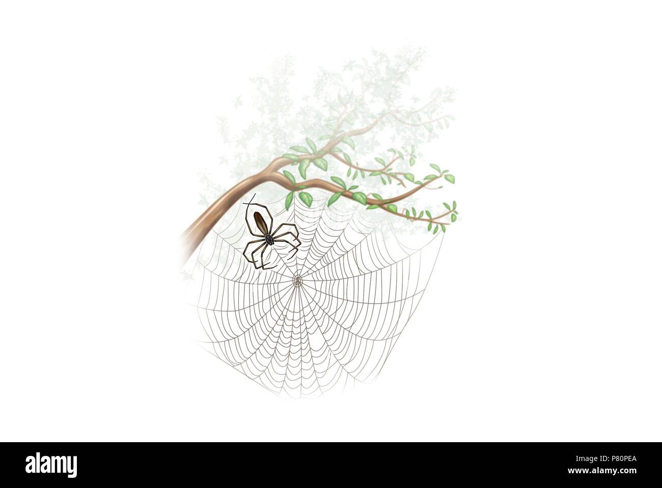 Spider on spider web Stock Photo - Alamy