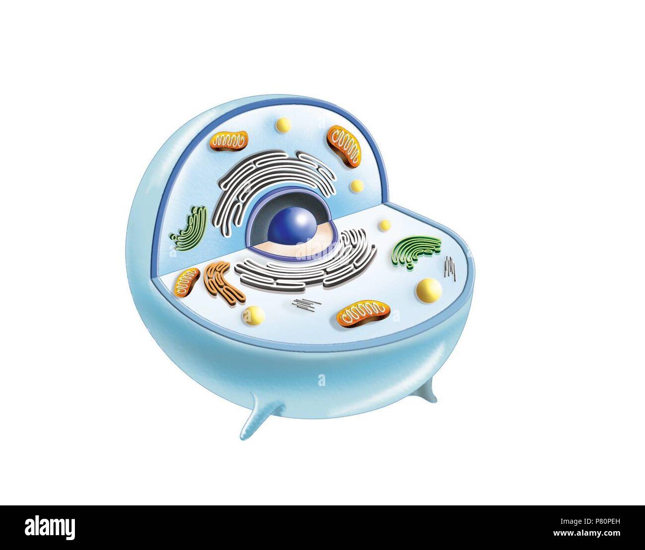 Physiology animal hi-res stock photography and images - Alamy