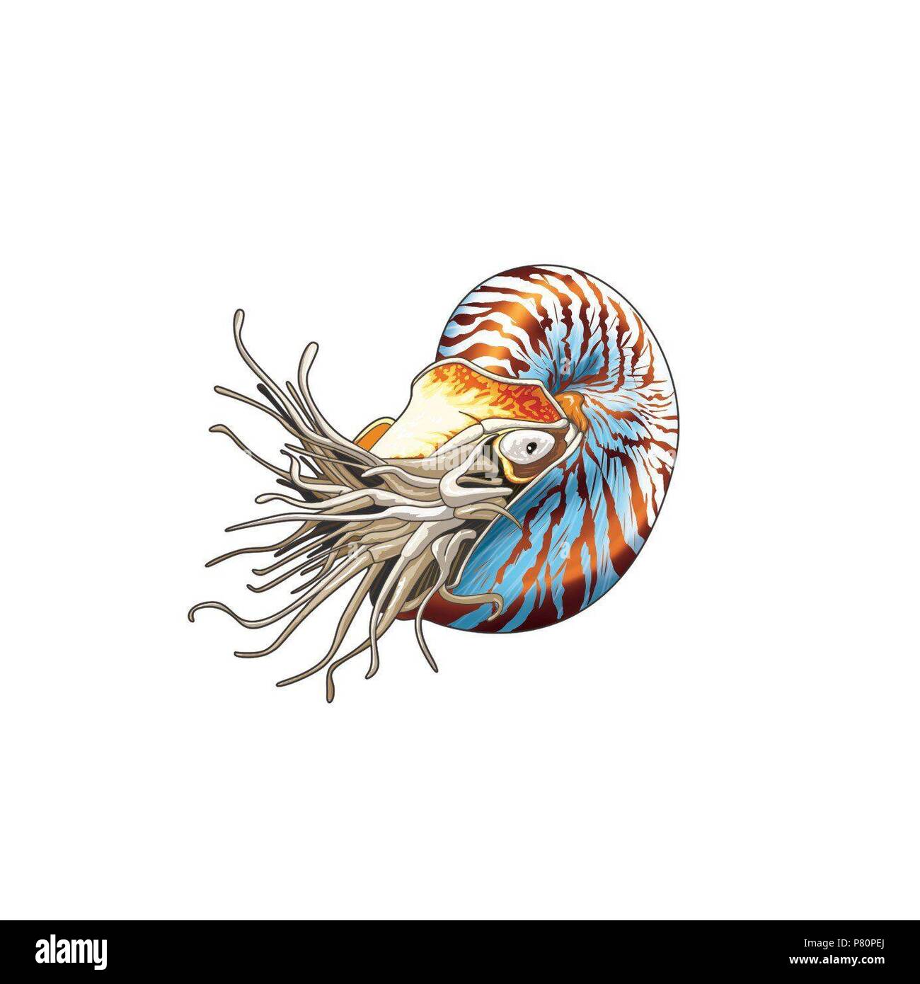 Allonautilus hi-res stock photography and images - Alamy
