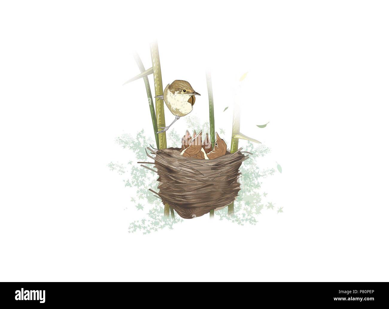 Warbler nest hi-res stock photography and images - Alamy