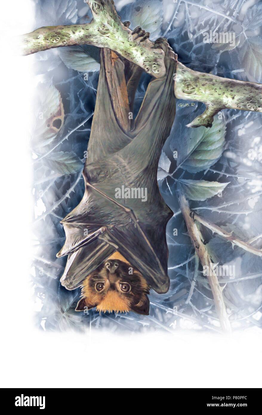 Flying fox bat sleeping Stock Photo - Alamy