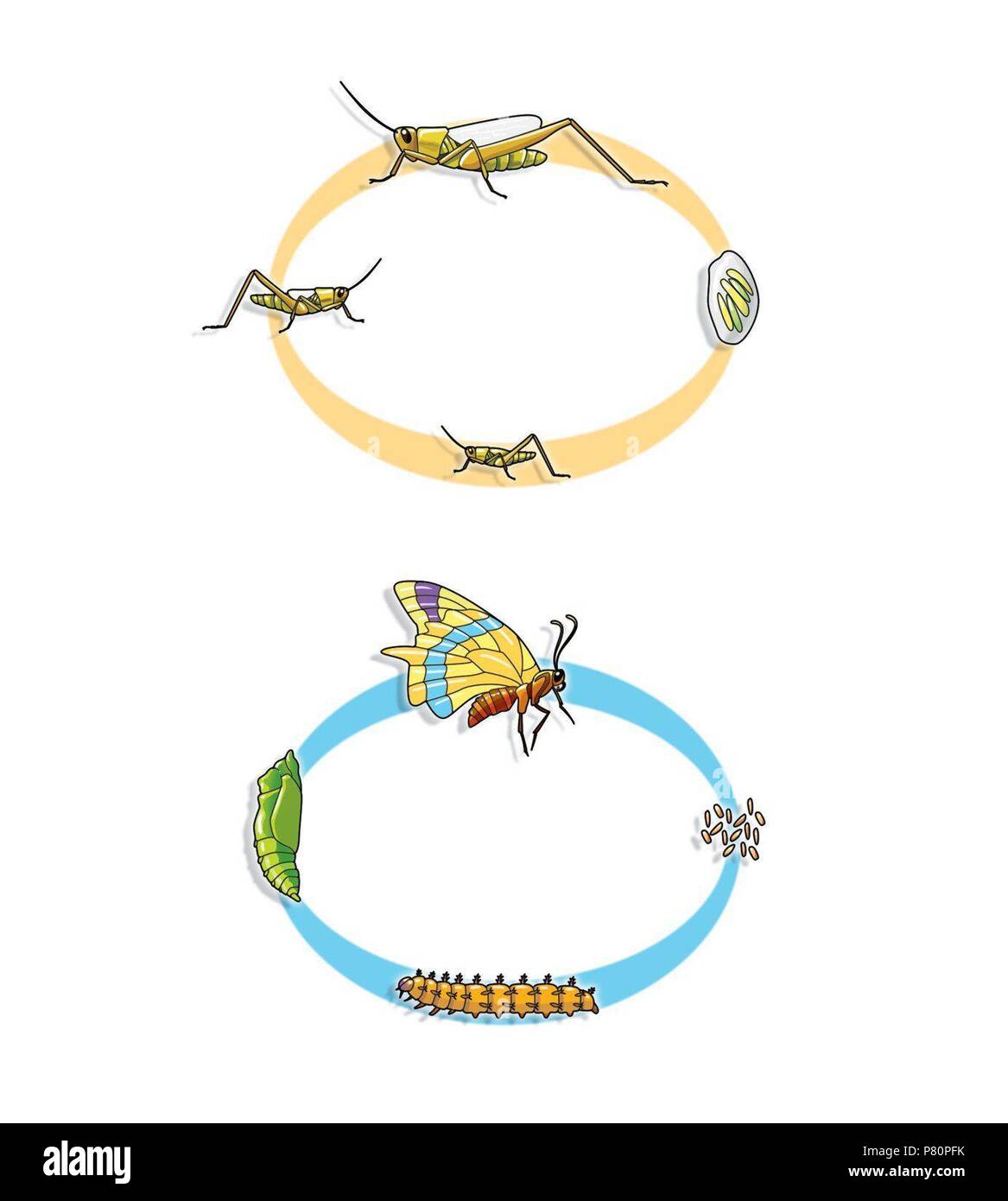 Simple metamorphosis hi-res stock photography and images - Alamy