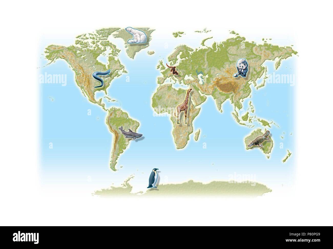 Animals that only live on a continent Stock Photo - Alamy