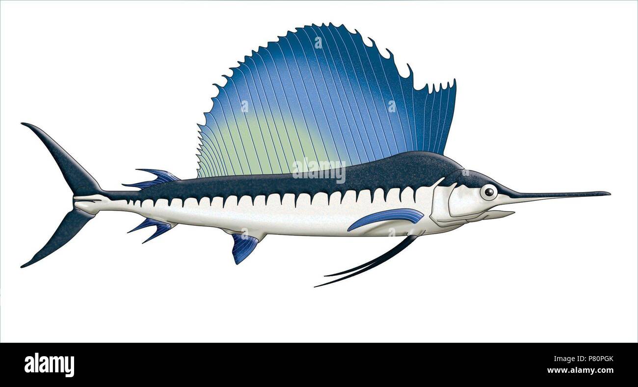 Marlines hi-res stock photography and images - Alamy