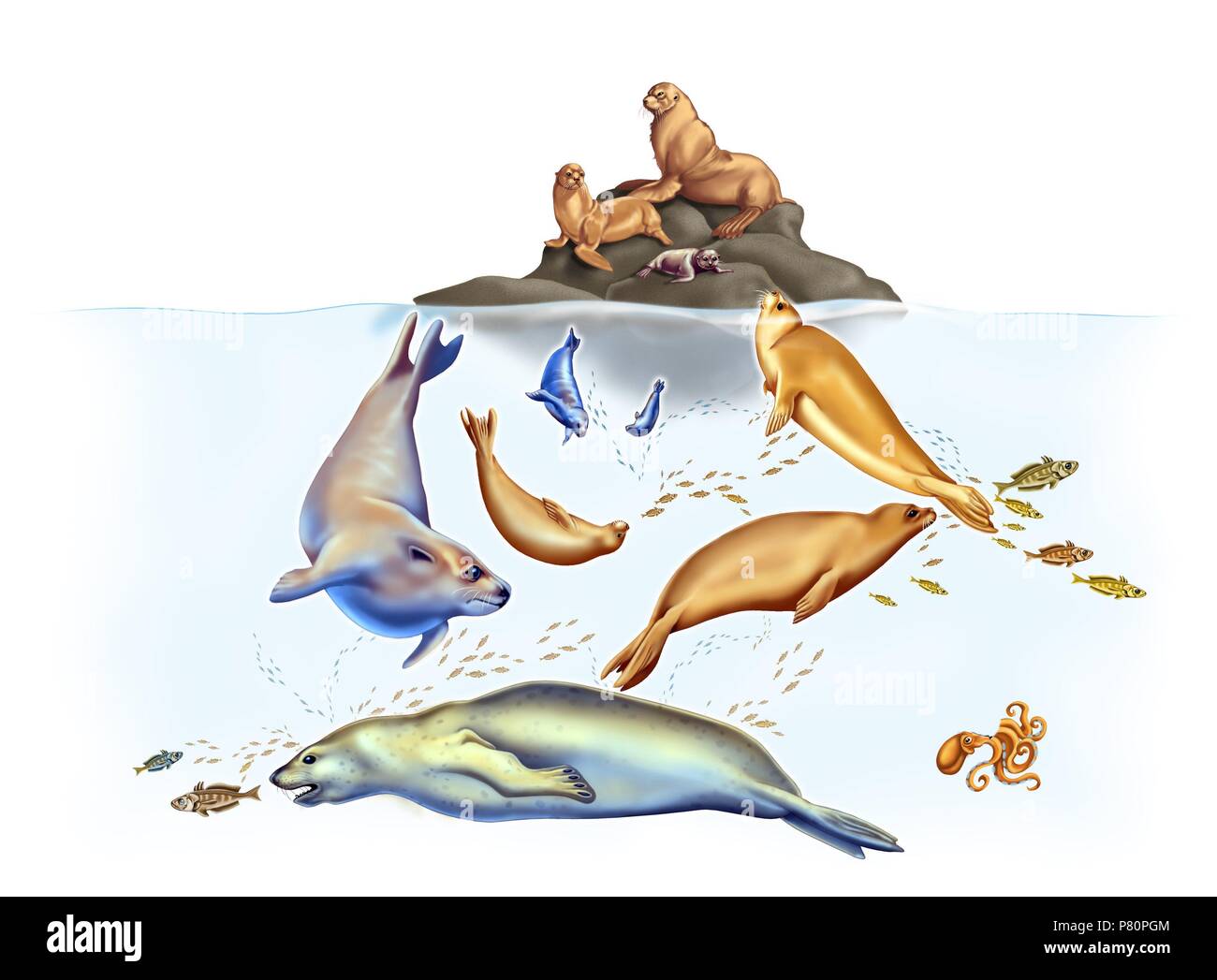 Sea lions Cut Out Stock Images & Pictures - Alamy