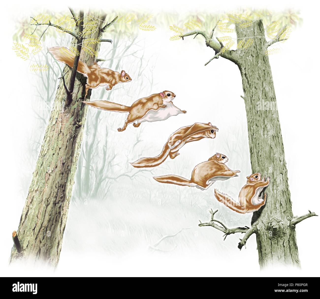 Flying rodent Cut Out Stock Images & Pictures - Alamy