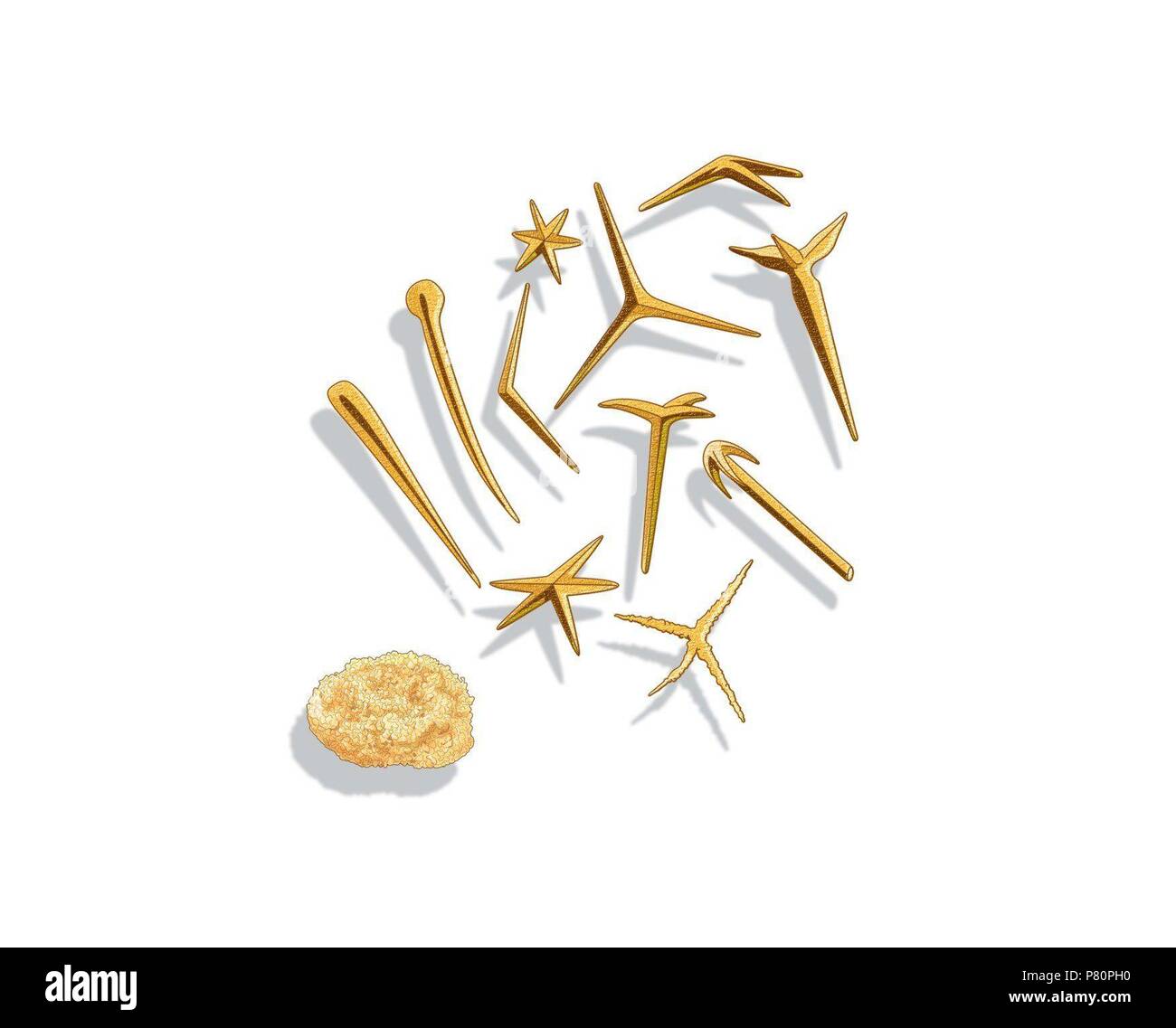 Sponge spicules hi-res stock photography and images - Alamy