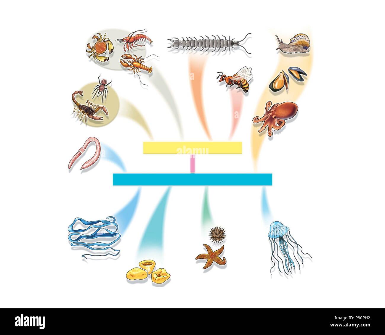 Invertebrates Classification