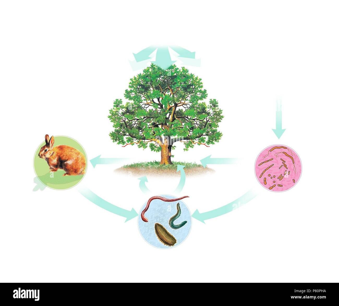 Biogenetic cycle hi-res stock photography and images - Alamy