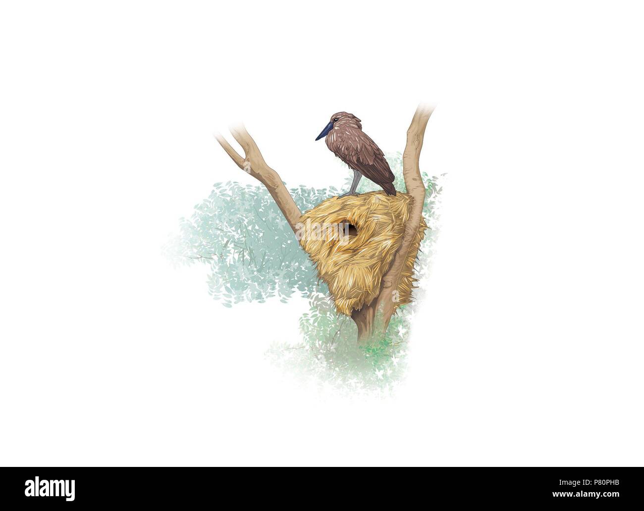 Hamerkop nest hi-res stock photography and images - Alamy