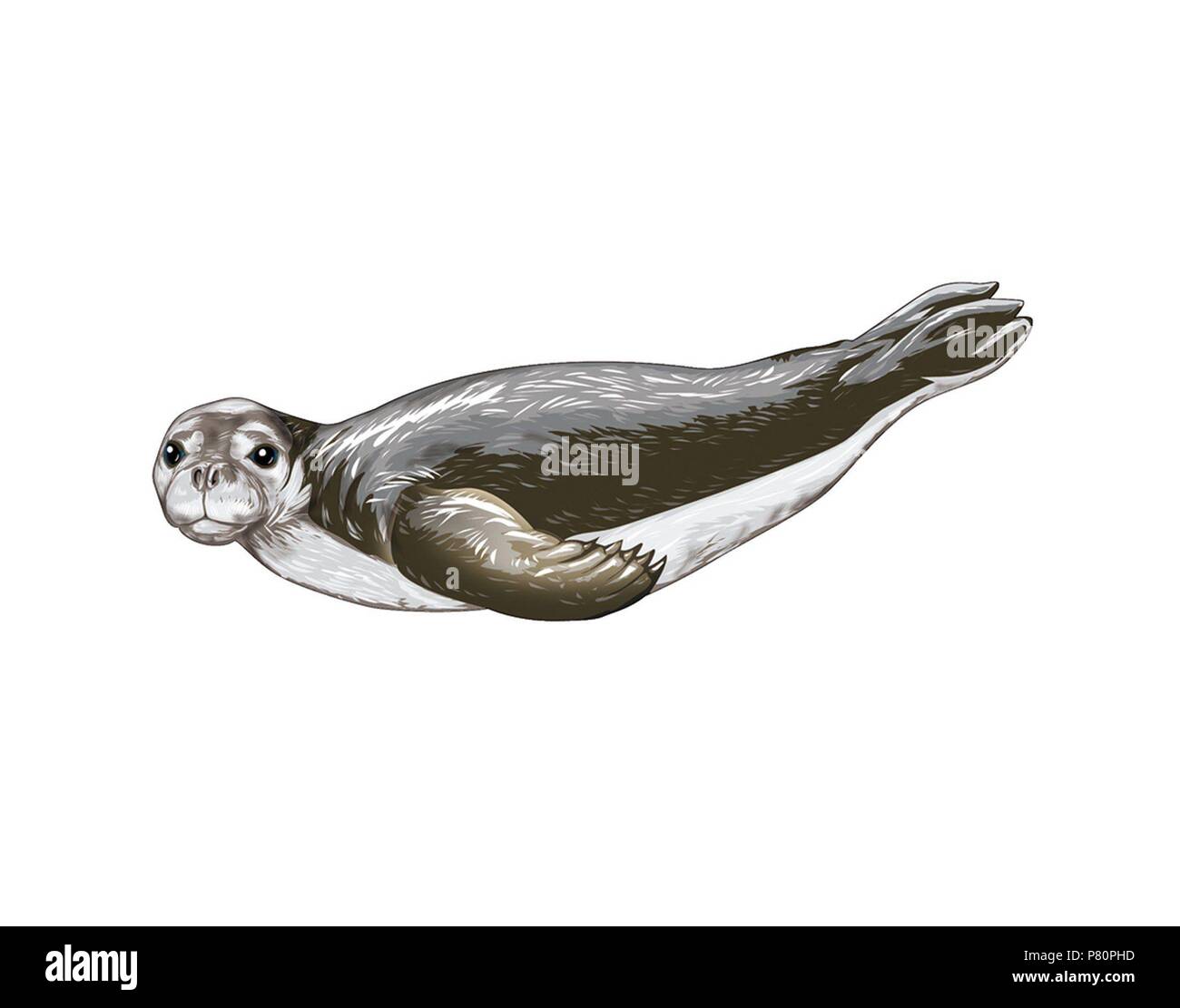 Pinnipeds seal Cut Out Stock Images & Pictures - Alamy