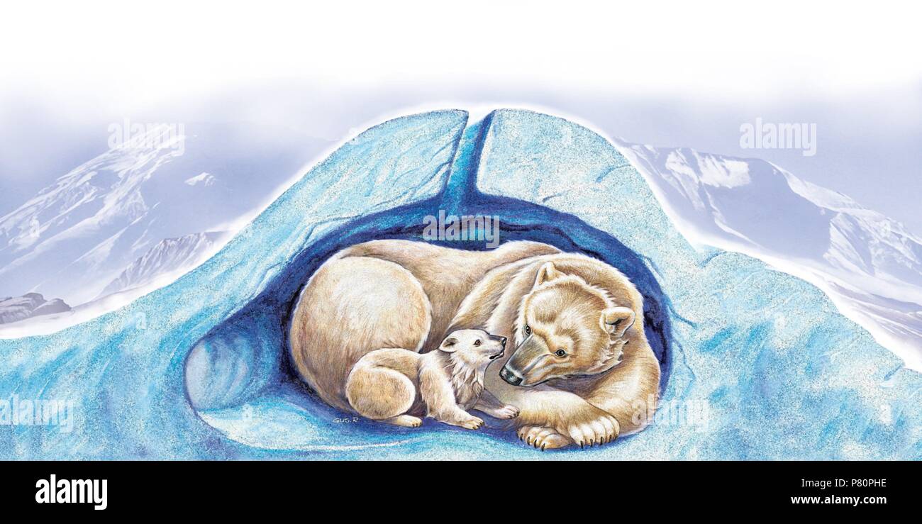 Hibernating bear hi-res stock photography and images - Alamy