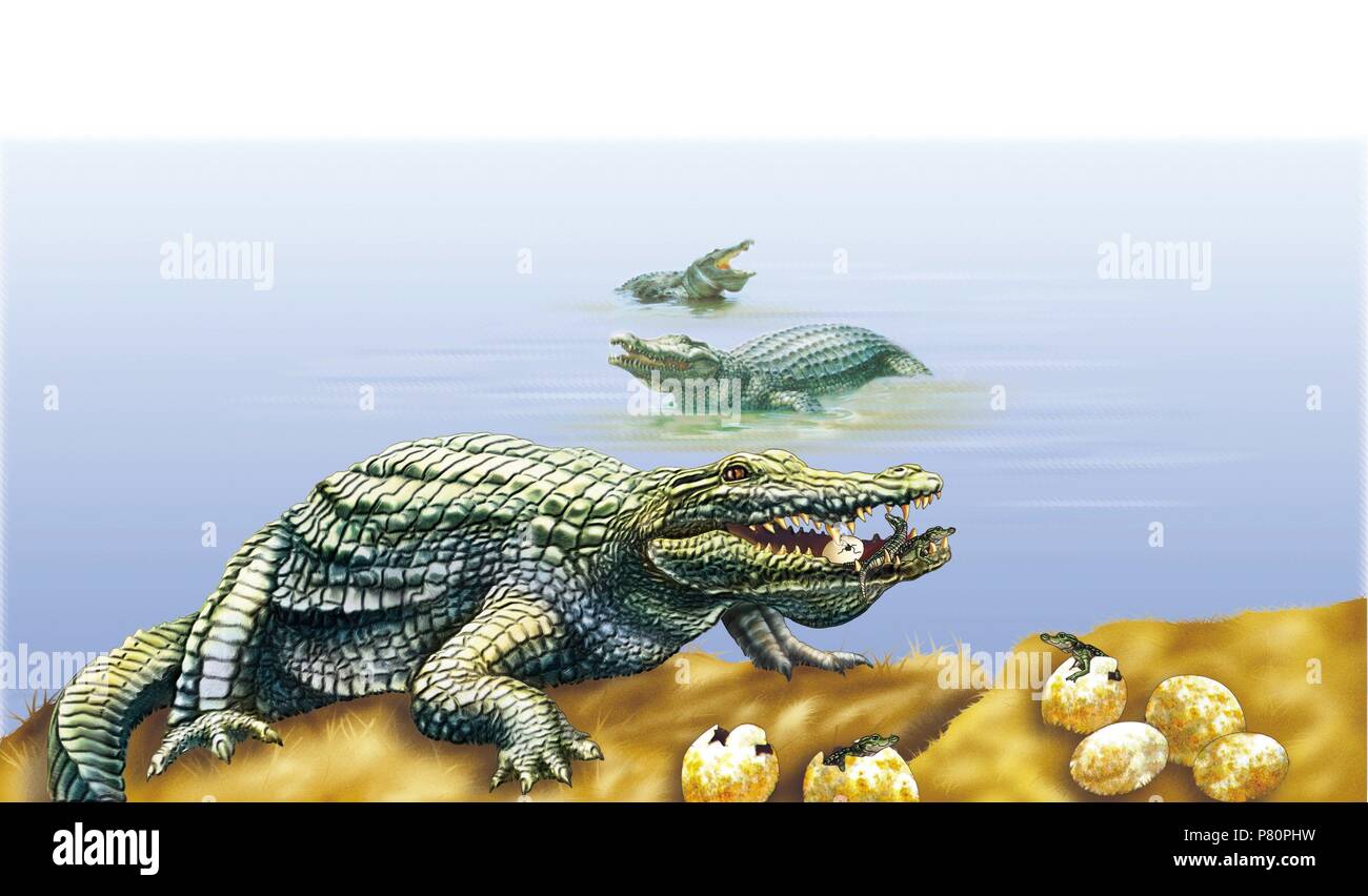 Crocodile hatchlings emerging from the eggs Stock Photo - Alamy
