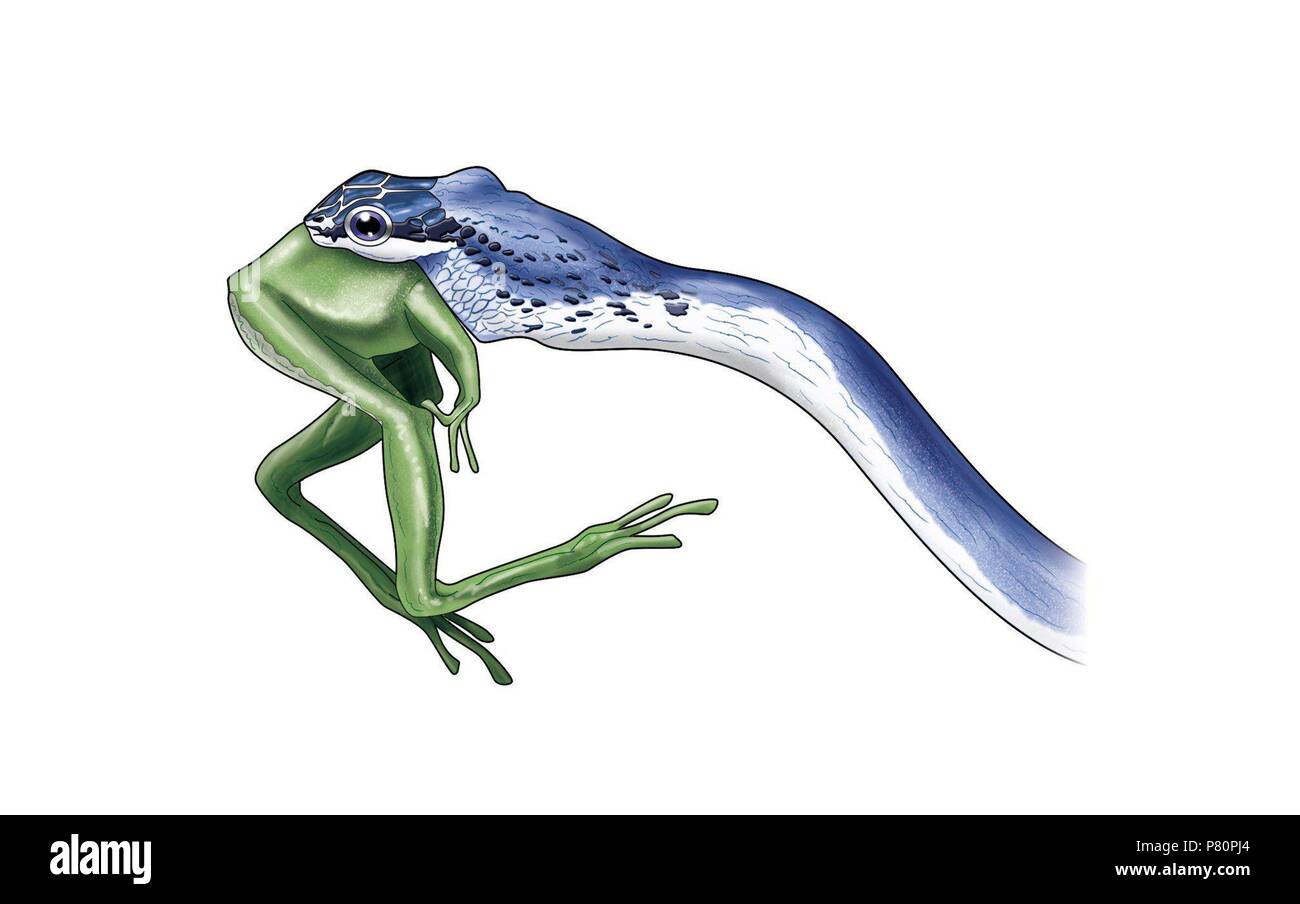 Snake swallowing a prey Stock Photo - Alamy