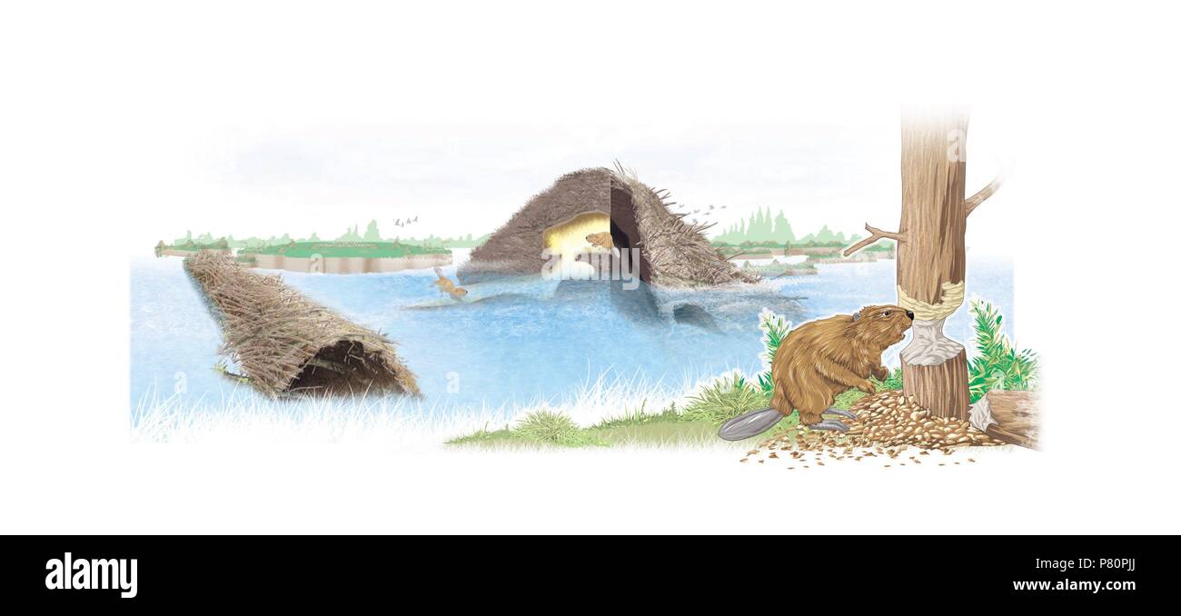Beavers. Dike and beaver Stock Photo - Alamy