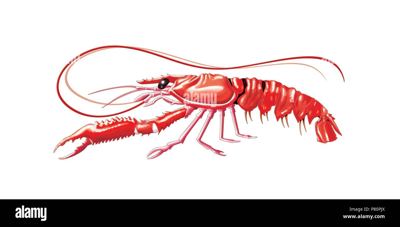 Astacoidea parastacoidea hi-res stock photography and images - Alamy